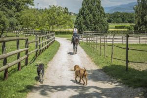 Manège de Vandoeuvres | Centre Equestre Geneve