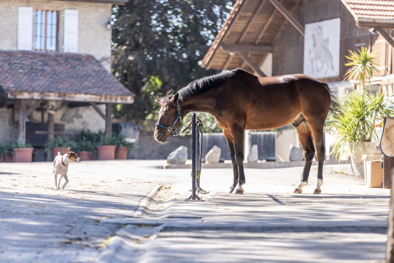 Manège de Vandoeuvres | Centre Equestre Geneve